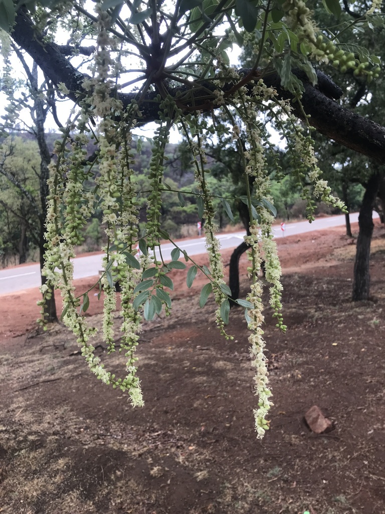 wild syringa from Thembisile Hani, Kwamhlanga, MP, ZA on October 21 ...