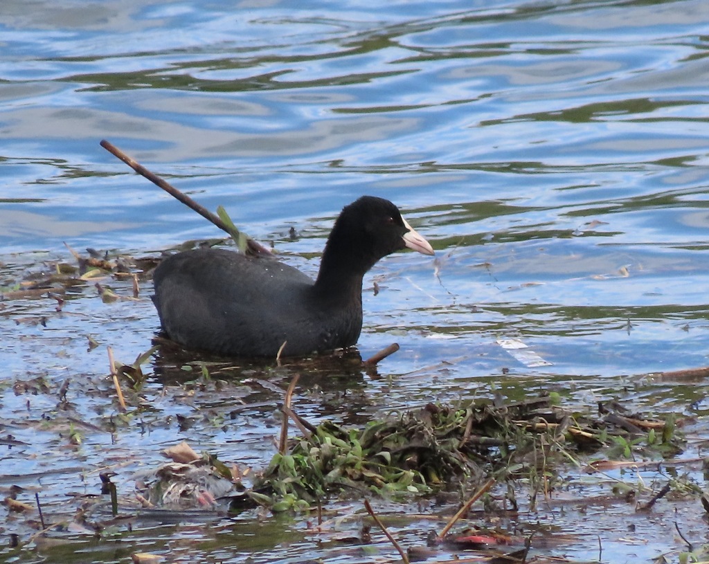 Eurasian coot from Kamiaoki, Kawaguchi, Saitama 333-0844, Japan on ...