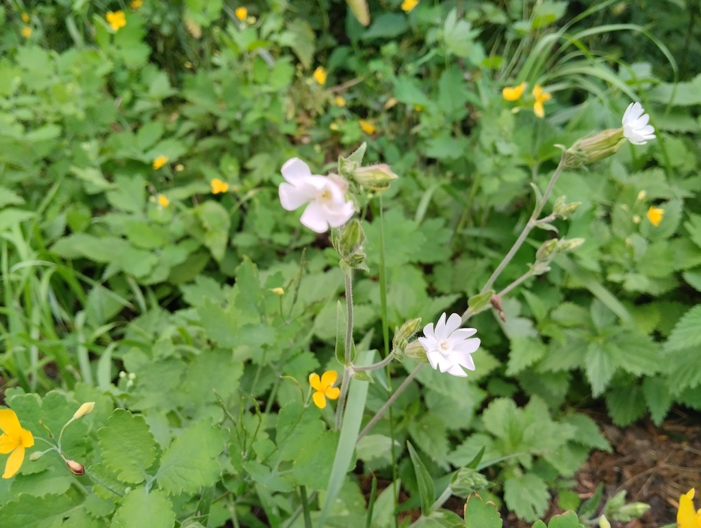 evening lychnis from Инжавинский р-н, Тамбовская обл., Россия on June ...