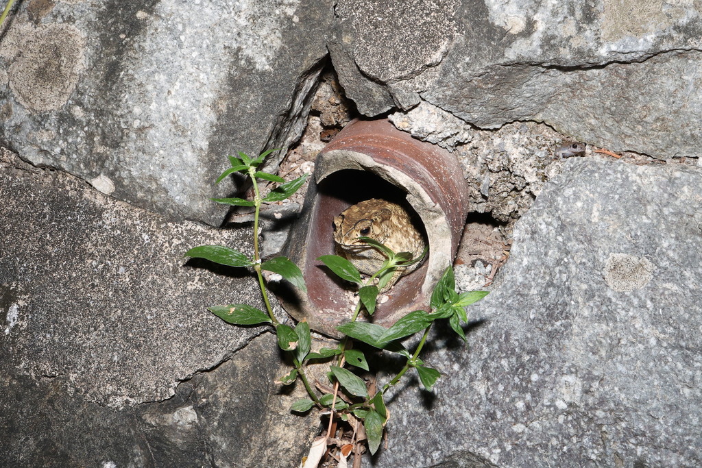 Asian Common Toad from Lantau Island, Hong Kong on October 18, 2024 at ...