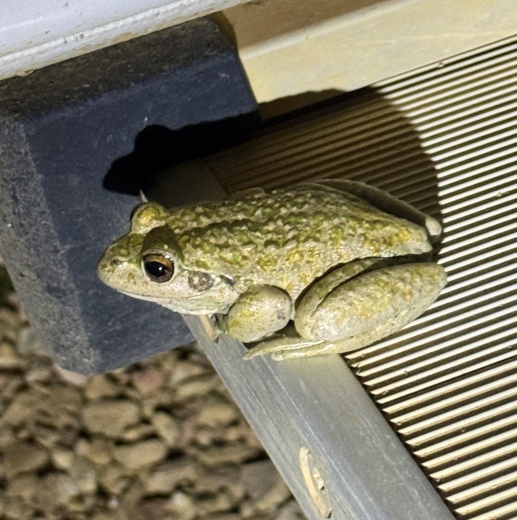 Spotted-thighed Frog from Pardalote Pde, Hopetoun, WA, AU on October 18 ...