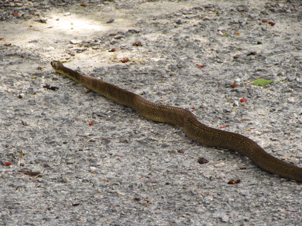 Puffing Snake from km 20 on July 28, 2016 at 09:58 AM by Manuel lopez ...