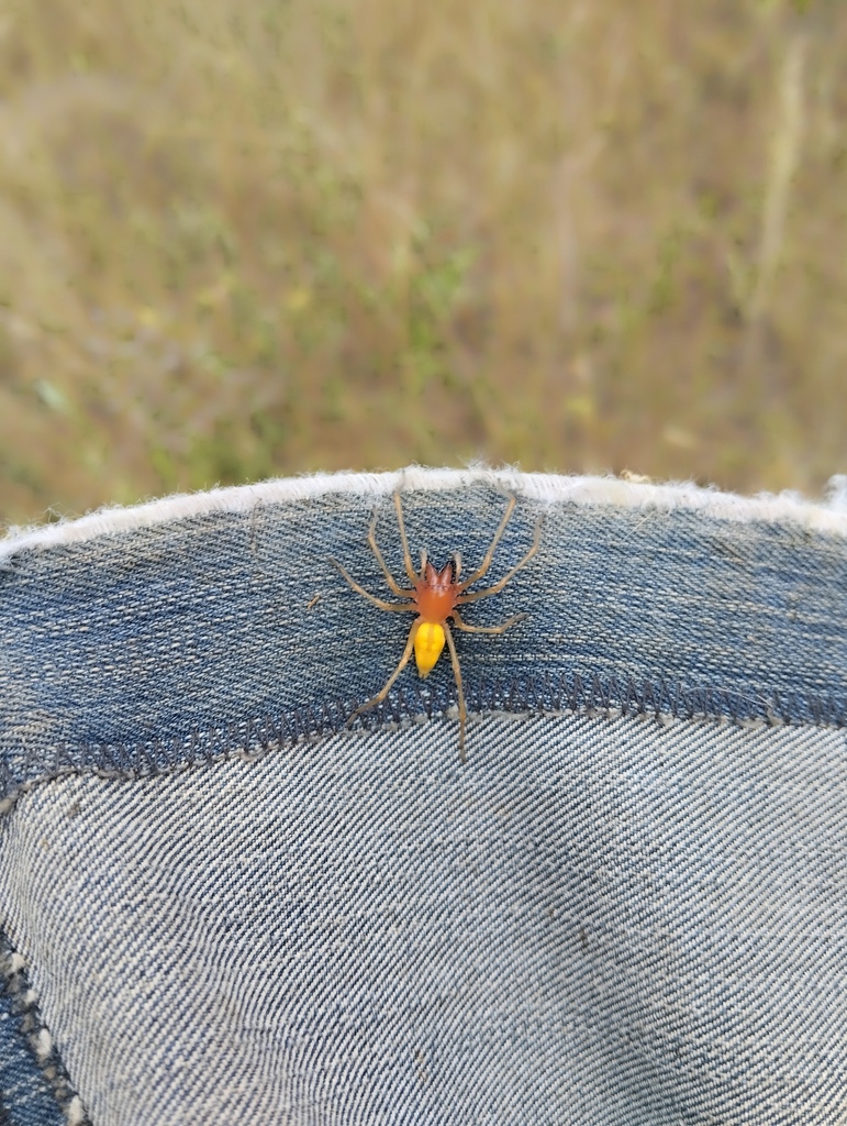 European Yellow Sac Spider from Задонский р-н, Липецкая обл., Россия on ...