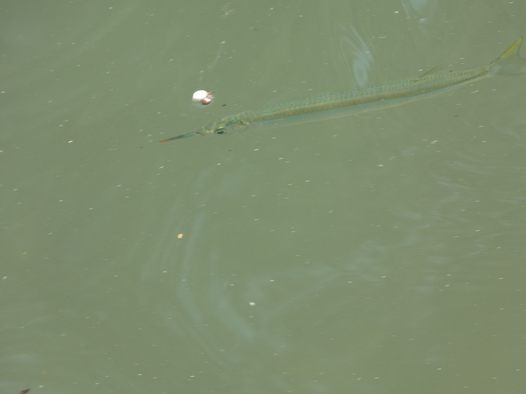 Southern Garfish from Sydney NSW, Australia on October 22, 2024 at 02: ...