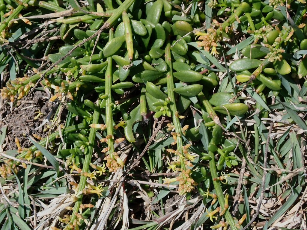 Yellow Stackhousia from Emerald Beach NSW 2456, Australia on October 22 ...