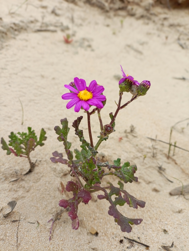 Red-purple Ragwort from Coorong South Australia 5264, Australien on ...