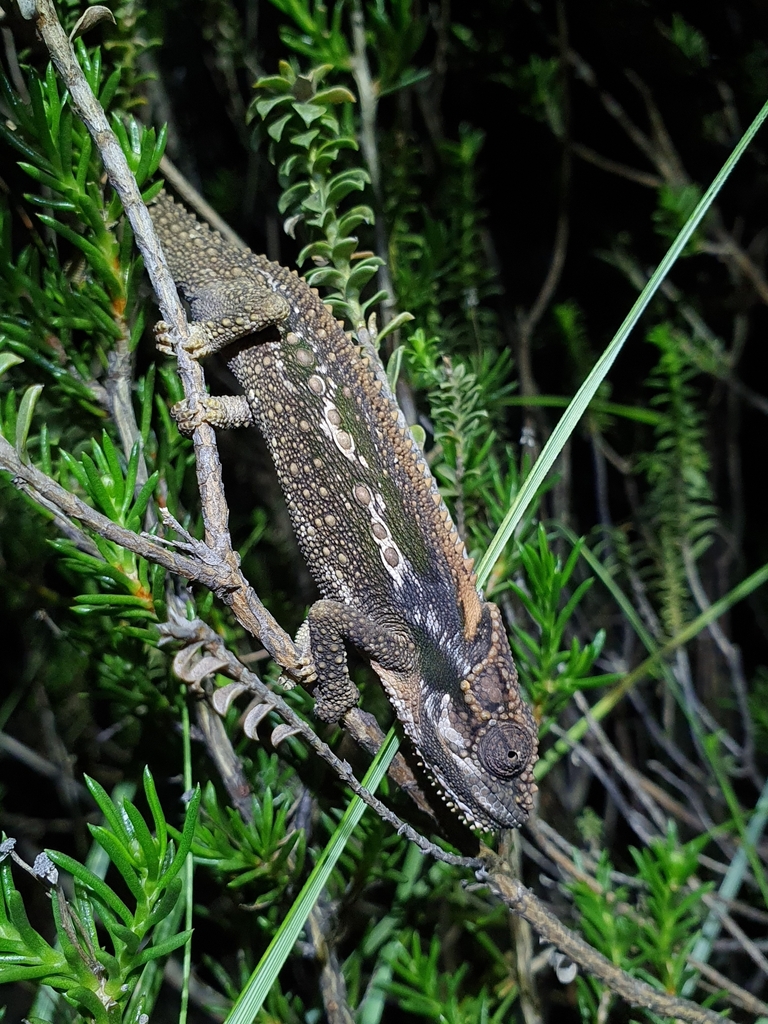 Robertson Dwarf Chameleon from Kannaland Local Municipality, South ...