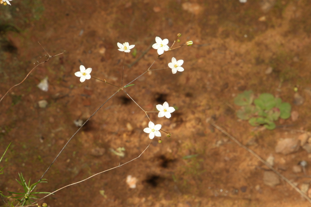 Gilded Spookasem from Overberg District Municipality, South Africa on ...