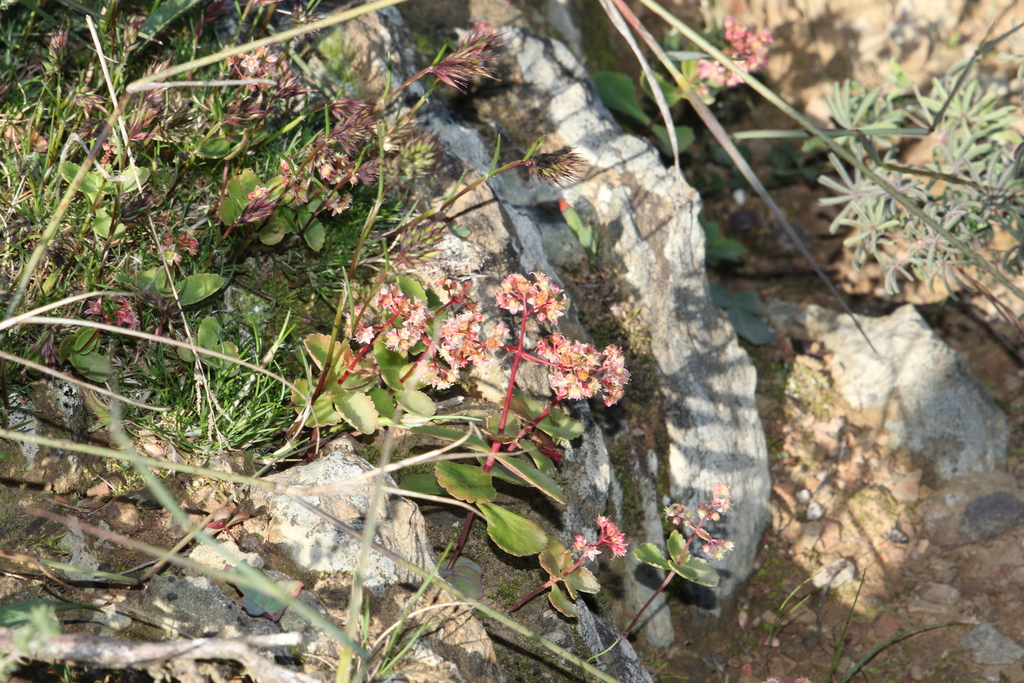 Crassula simulans in August 2024 by Grant Forbes · iNaturalist