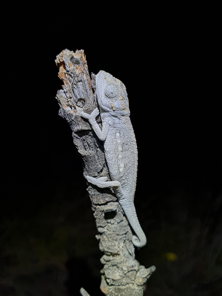 Swartberg Dwarf Chameleon in May 2023 by Courtney Hundermark. Juvenile ...