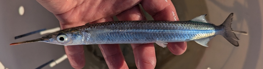 Longtail Garfish from Guthalungra QLD 4805, Australia on October 22 ...