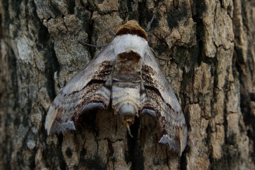 Langia tropicus · iNaturalist