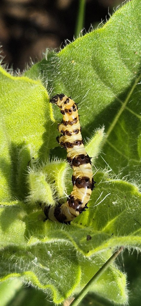 Dice Moths from Mahogany Ridge, Pinetown, 3608, South Africa on October ...