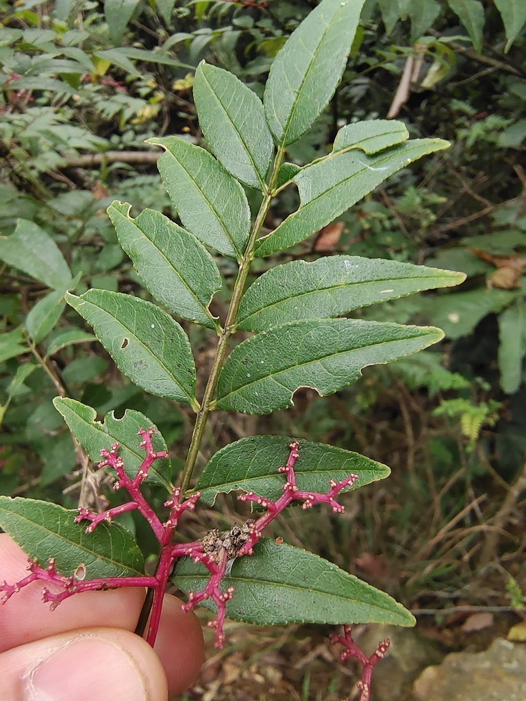 Mastic-leaf prickly ash from Yichun, CN-JX, CN on October 22, 2024 at ...