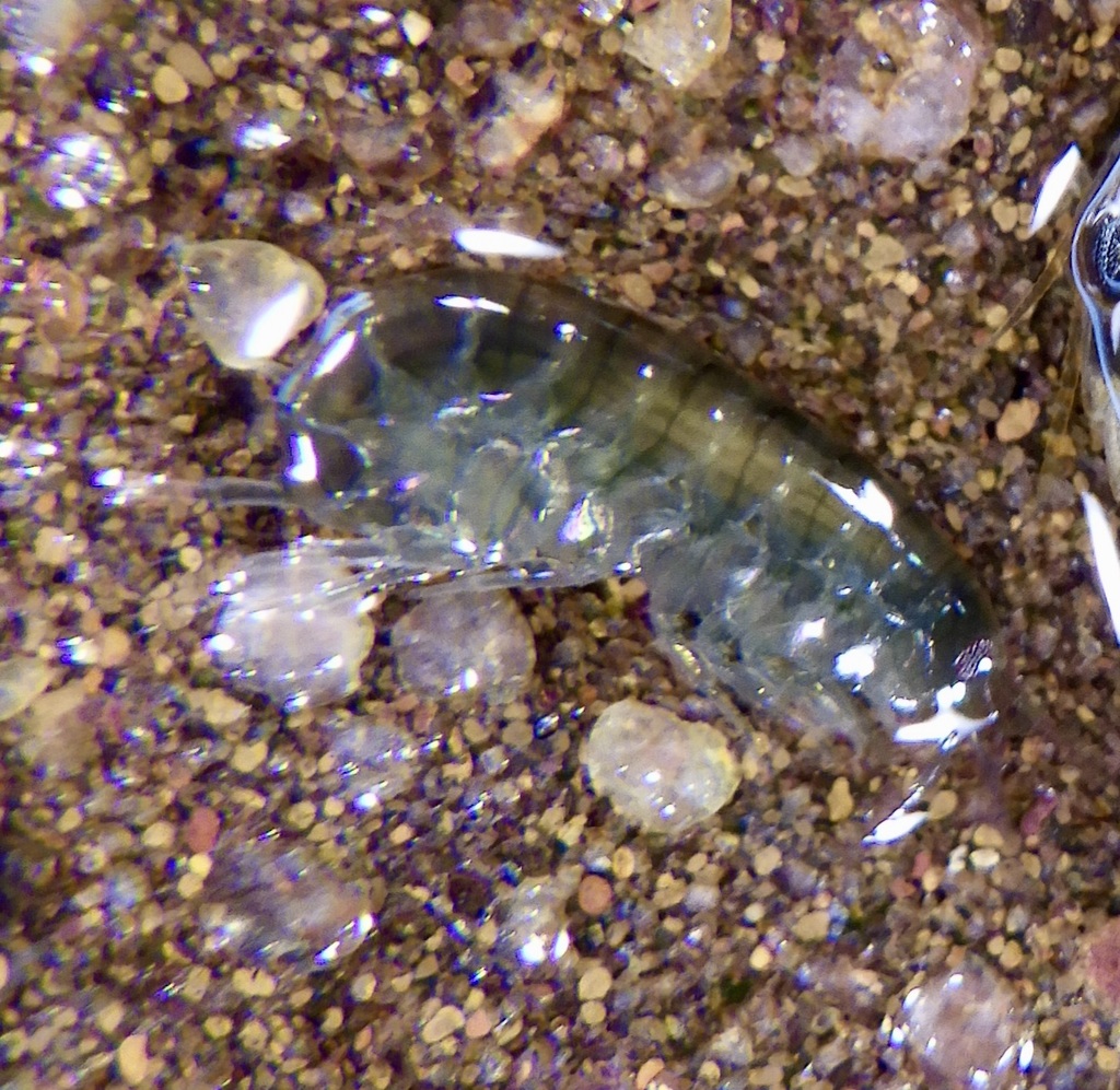 Hyalidae from Mornington Foreshore Reserve, Vic, Australia on September ...