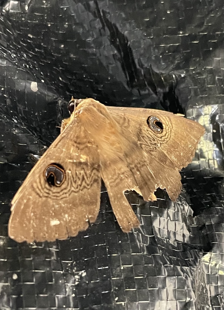 Southern Moon Moth from Ballarto Rd W, Cranbourne, VIC, AU on October ...