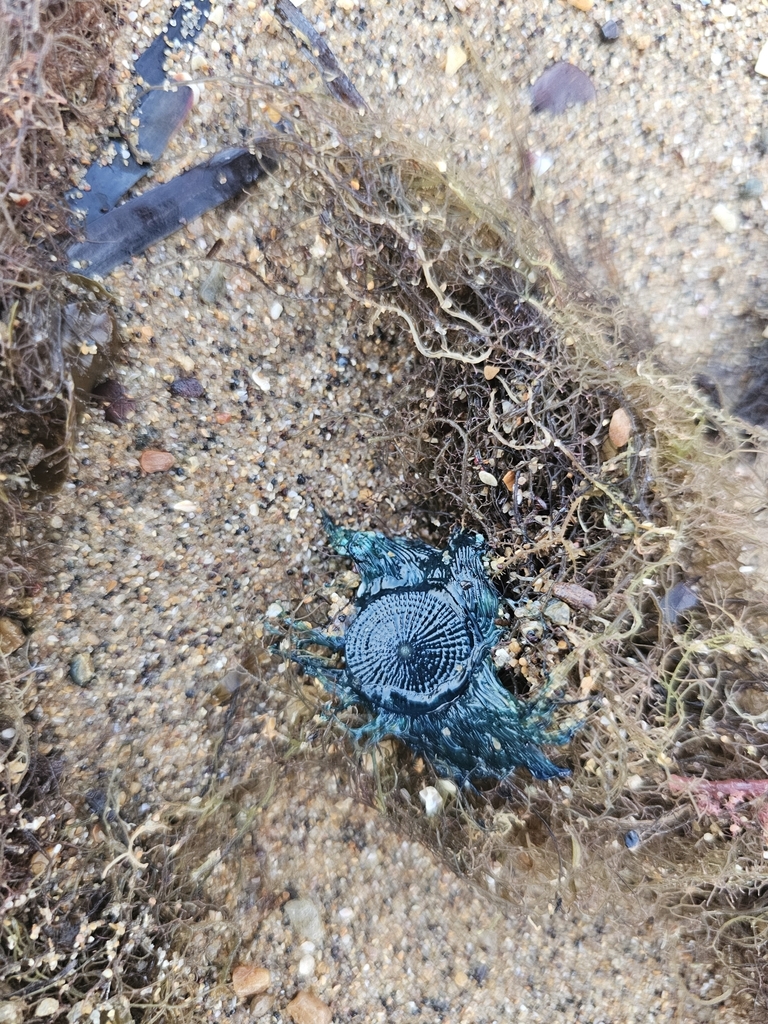 Blue Button from Australia on October 20, 2024 at 05:45 PM by Lei ...