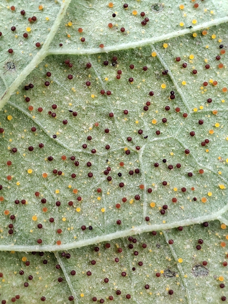 Phyllactinia moricola from Beijing, Beijing, CN on October 16, 2024 at ...