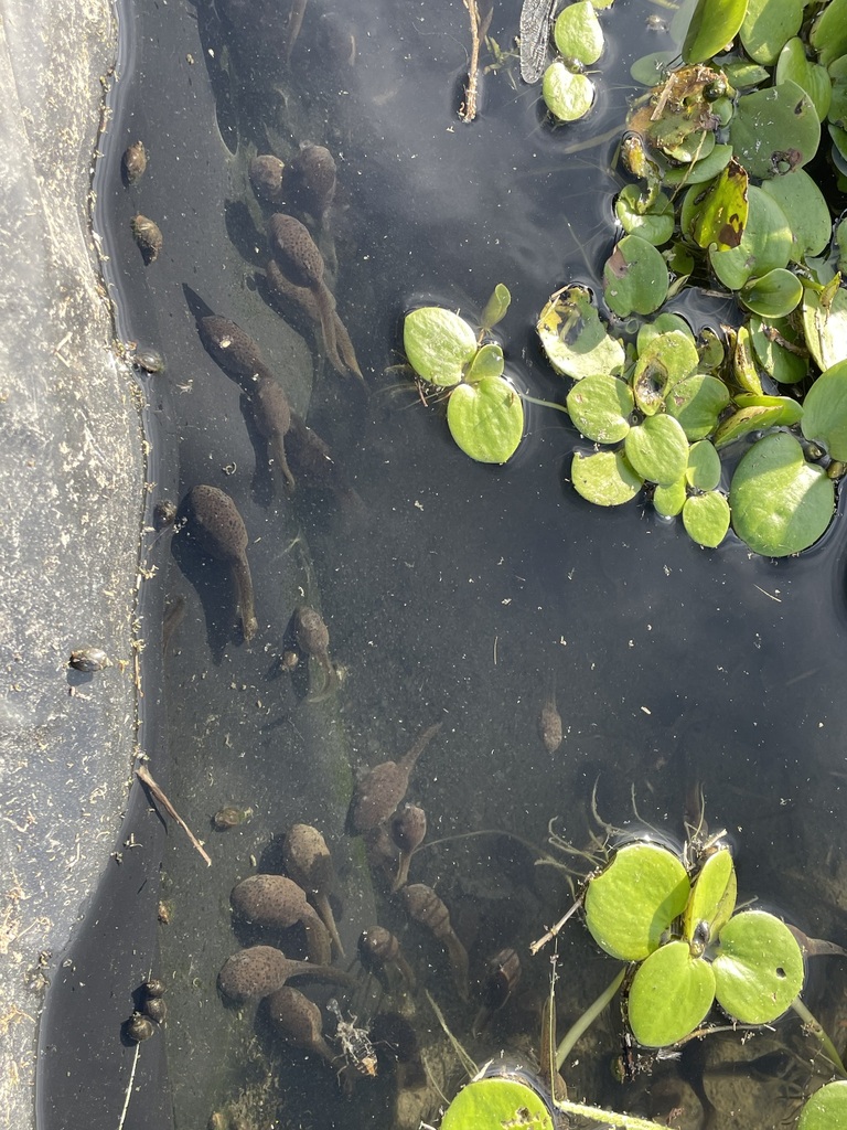 American Bullfrog from Kameoka, Kyoto, Japan on October 14, 2024 at 03: ...