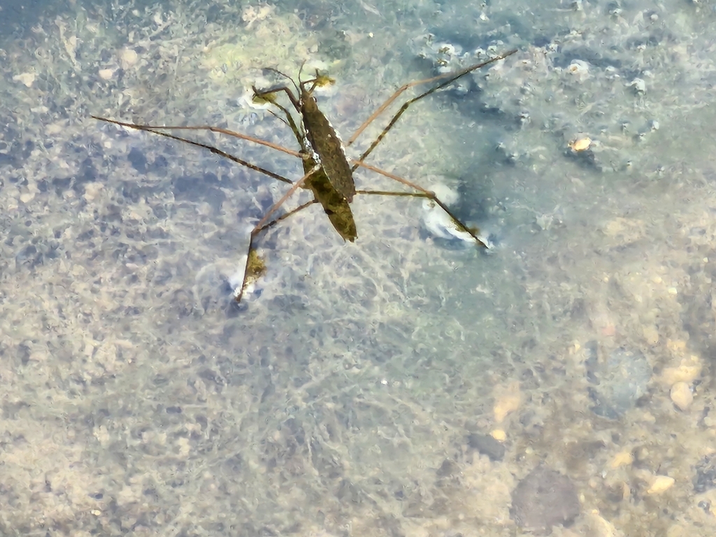 North American Common Water Strider from Shelby Township, IN, USA on ...