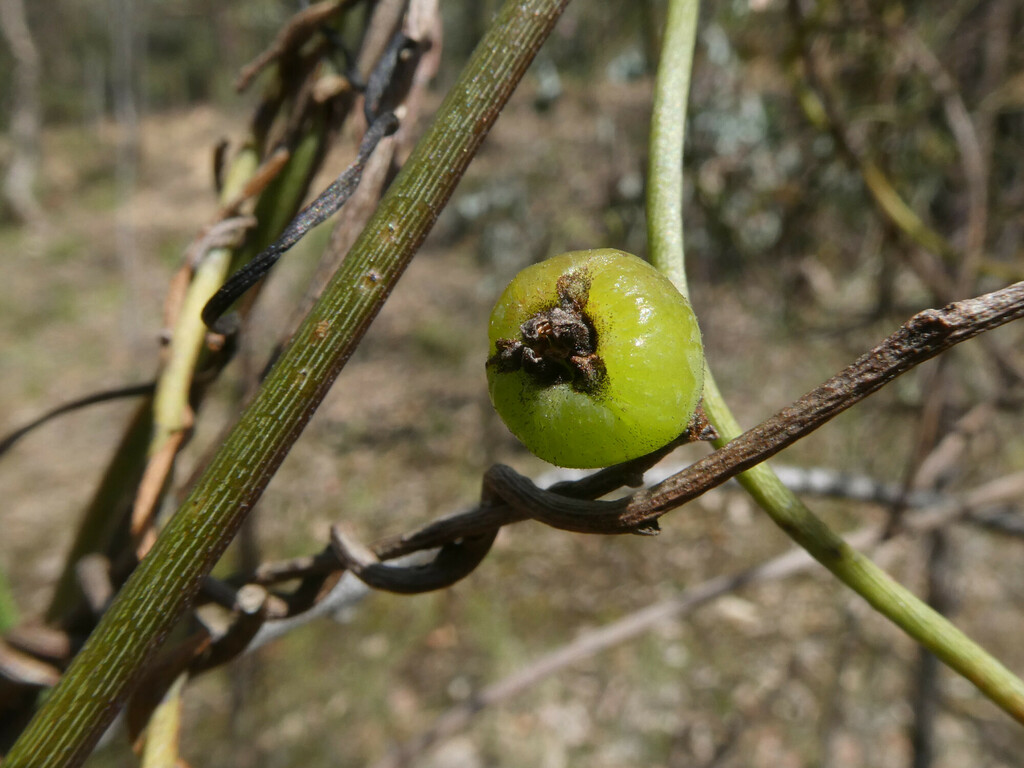 Coarse Dodder-laurel from Melbourne VIC, Australia on October 16, 2024 ...