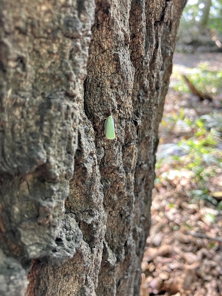 Geisha distinctissima in October 2024 by Banana Namekuji · iNaturalist