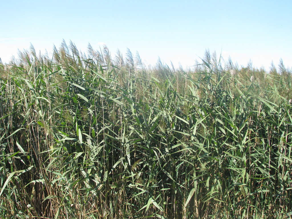 common reed from Барышевский район, Киевская область, Украина on August ...