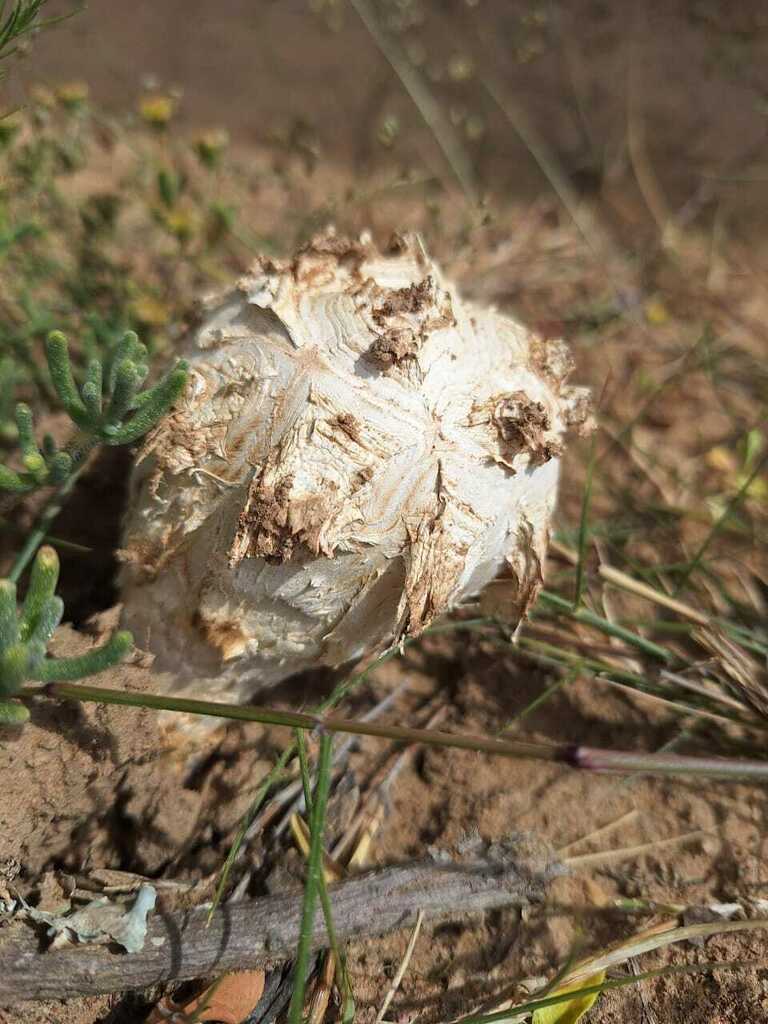 Phellorinia herculeana from Sarah Baartman District Municipality, South ...