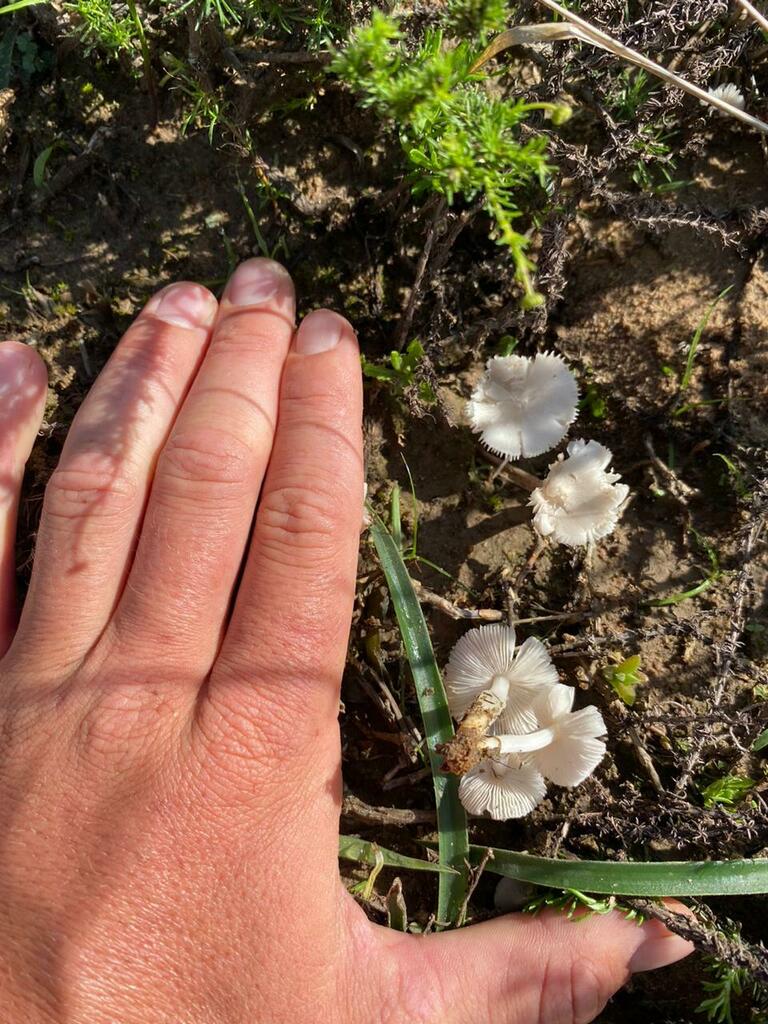 Termitomyces microcarpus from Sarah Baartman District Municipality ...