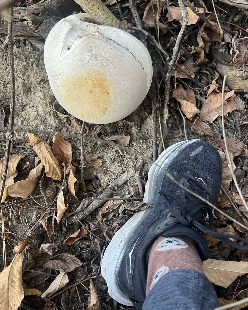 giant puffball from Beanblossom Rd, Greenville, OH, US on October 22, 2024 at 08:18 AM by ...