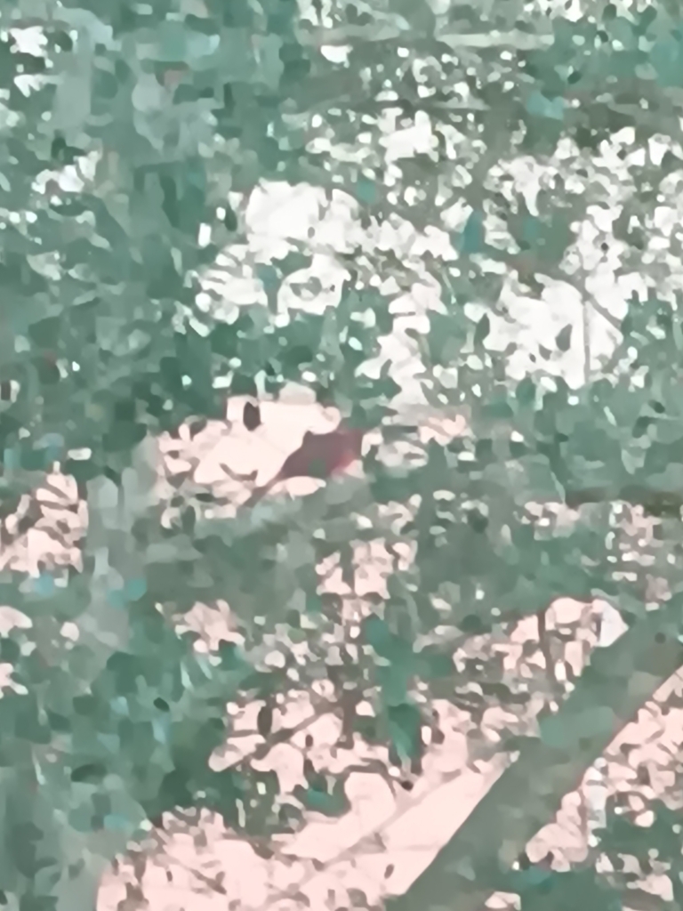 Northern Cardinal from Nike Building 106, Orlando, FL 32826, USA on ...