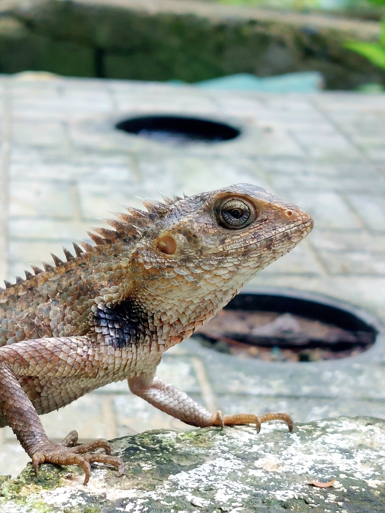 Oriental Garden Lizard from Near Parivar Char Rasta, Kendranagar ...