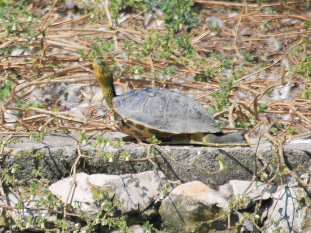 Common thread turtle in July 2019 by Luís Lourenço · iNaturalist