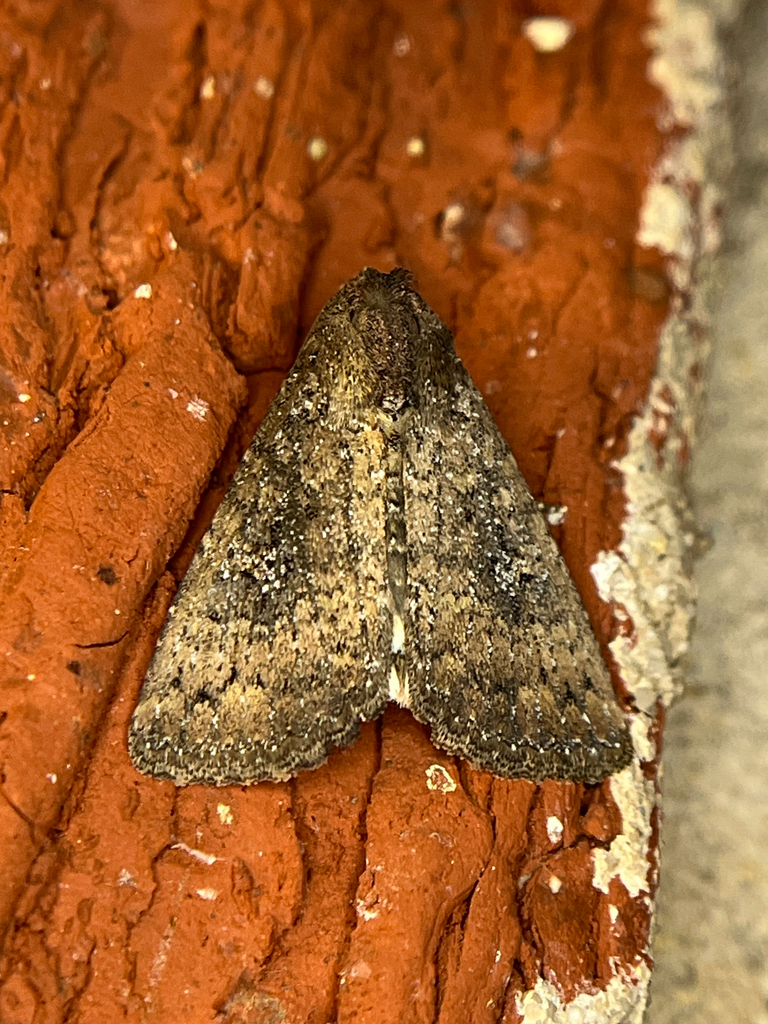Cobbler Moth from Ann Arbor Dr, Norman, OK, US on October 21, 2024 at ...