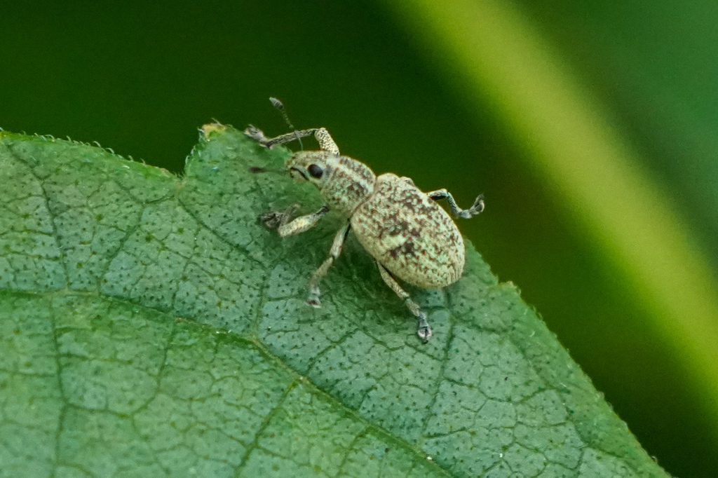 Eugnathus distinctus from 和田 on October 22, 2024 at 03:36 PM by ...