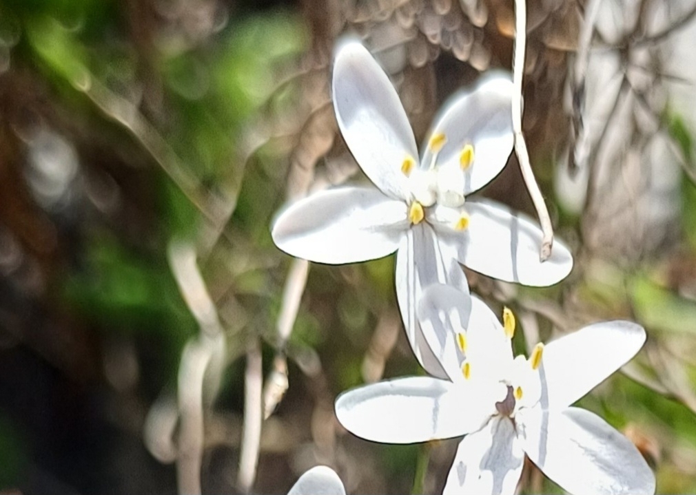 Drought Spookasem from Crofters Valley, Cape Town, 7979, South Africa ...
