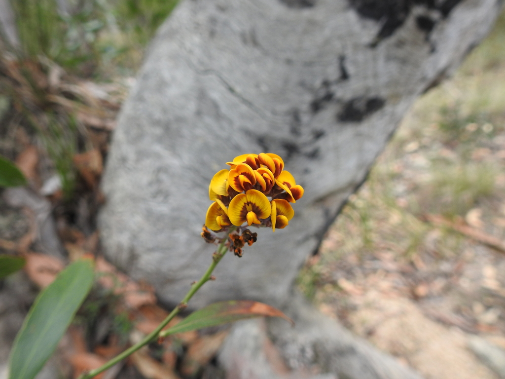 hop bitter-pea from Girraween QLD 4382, Australia on October 20, 2024 ...