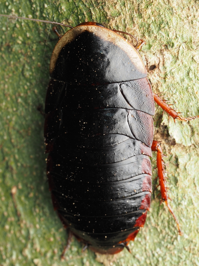 Amphibious Litter Cockroach from Po Toi Country Trail Chek Lap Kok ...