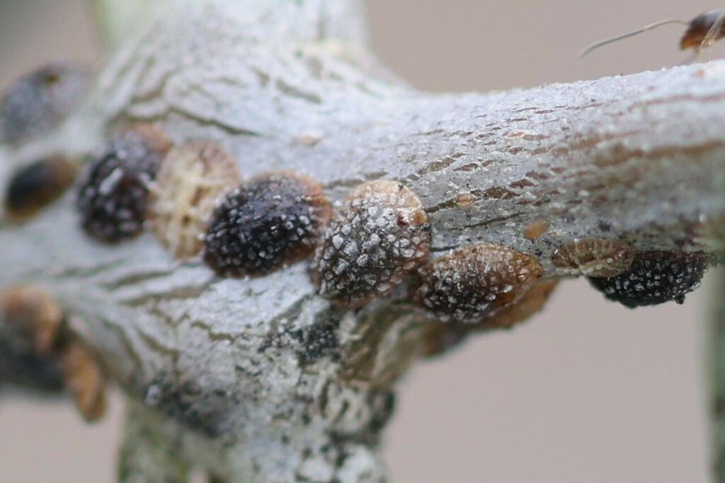 Black Olive Scale from Anaheim Hills, Anaheim, CA, USA on October 15 ...
