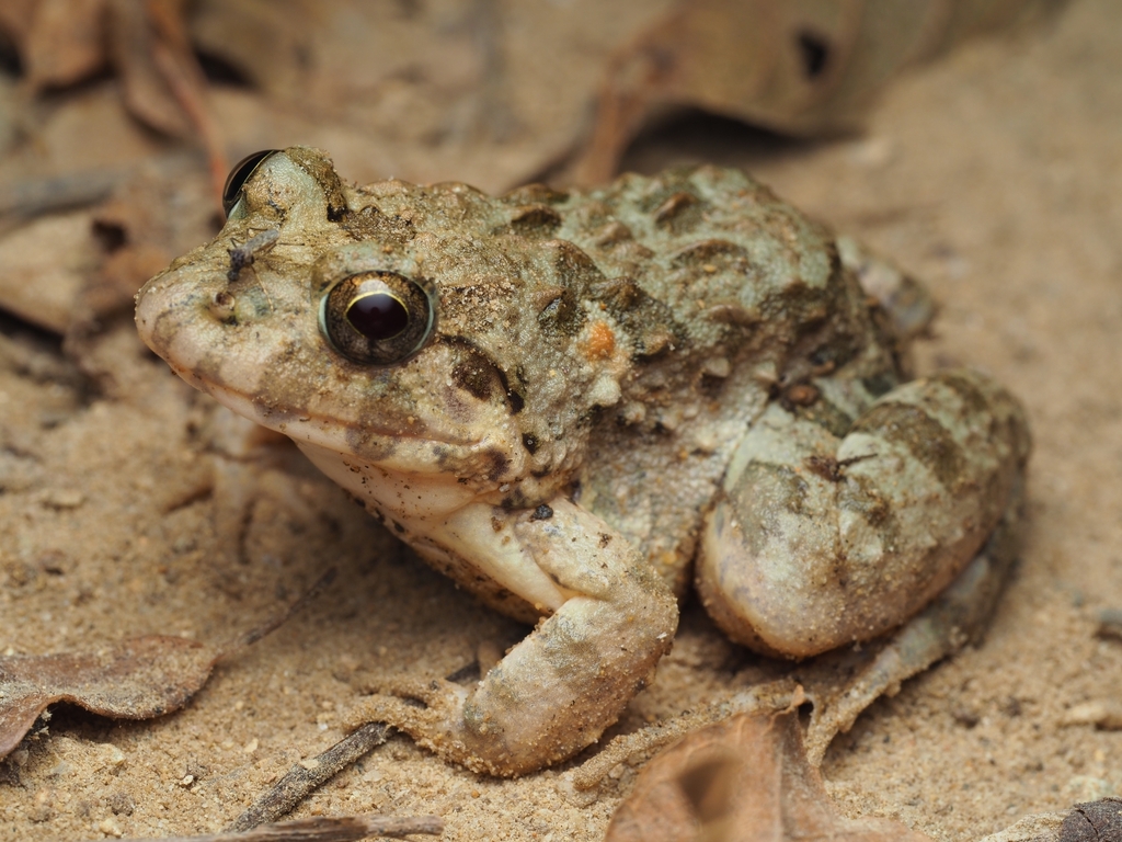Hong Kong Rice-paddy Frog from Po Toi Country Trail Chek Lap Kok ...