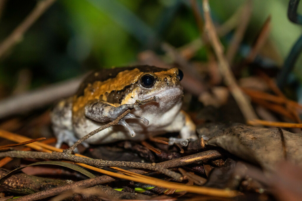 Asian Painted Frog from Kwan Tei, Hong Kong on August 19, 2023 at 07:50 ...