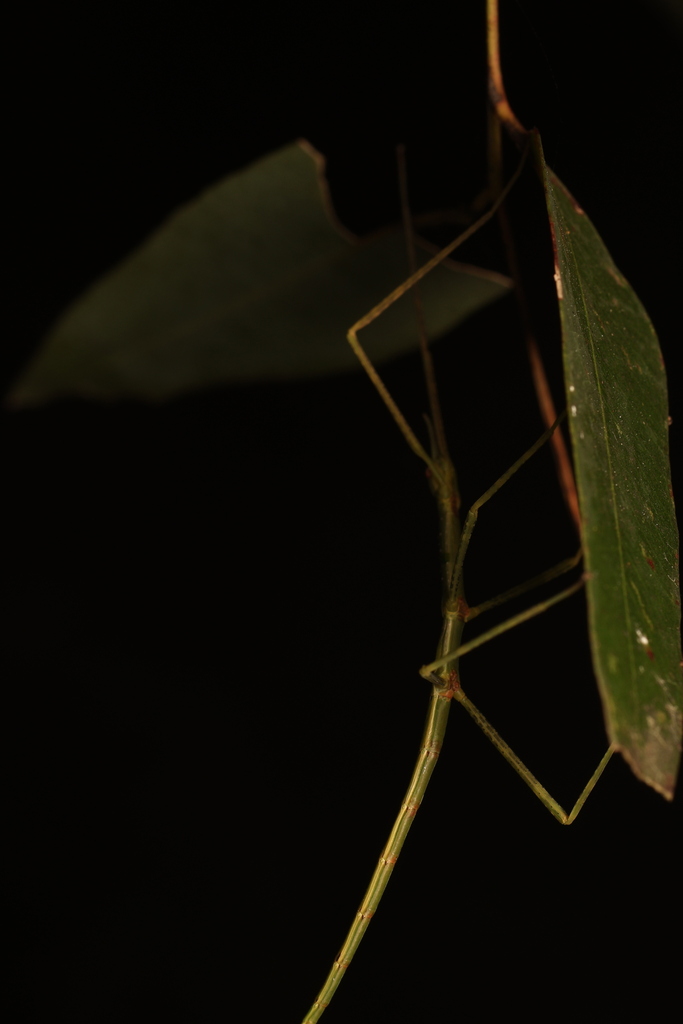 tessellated stick insect from Brisbane QLD, Australia on October 22 ...