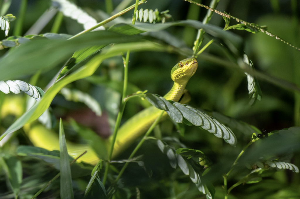 White-lipped Pit Viper from Kwan Tei, Hong Kong on August 19, 2023 at ...