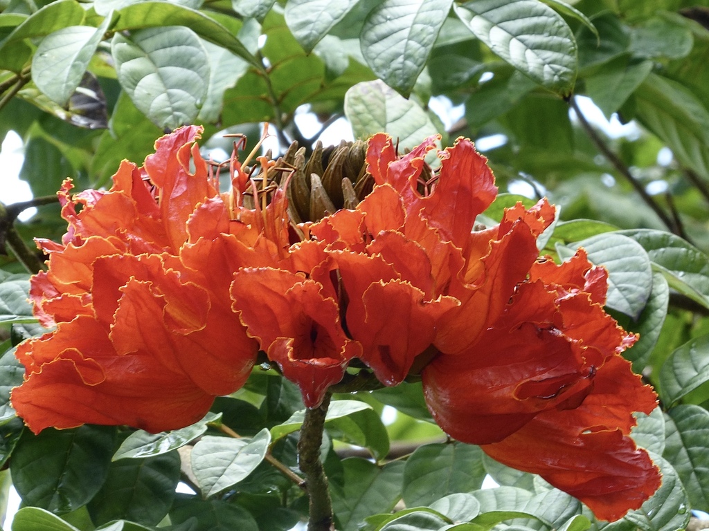 African tulip tree from Gros Islet, St. Lucia on March 24, 2015 at 12: ...