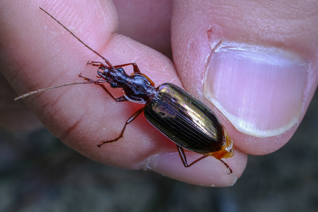 Platynini from 中国福建省南平市武夷山市 on October 7, 2024 at 09:43 PM by 帕索卡 ...