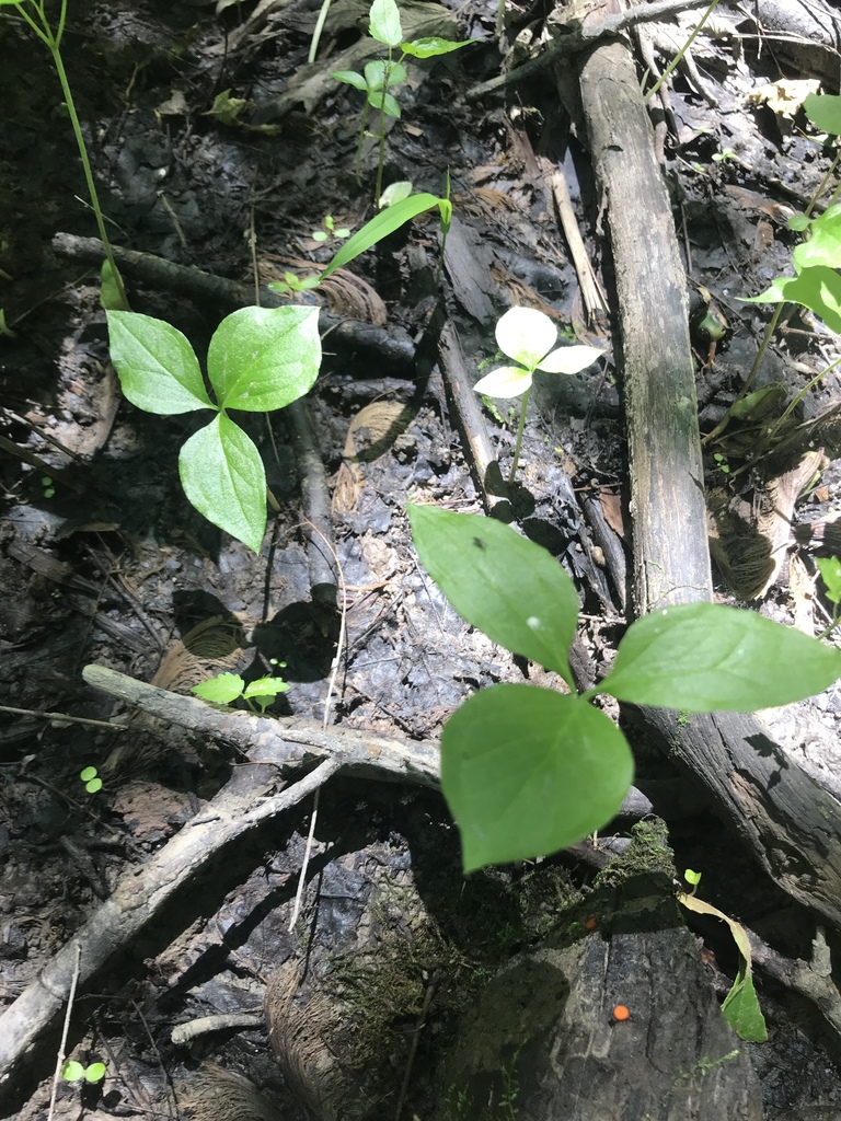 green dragon in July 2019 by levikeszey · iNaturalist