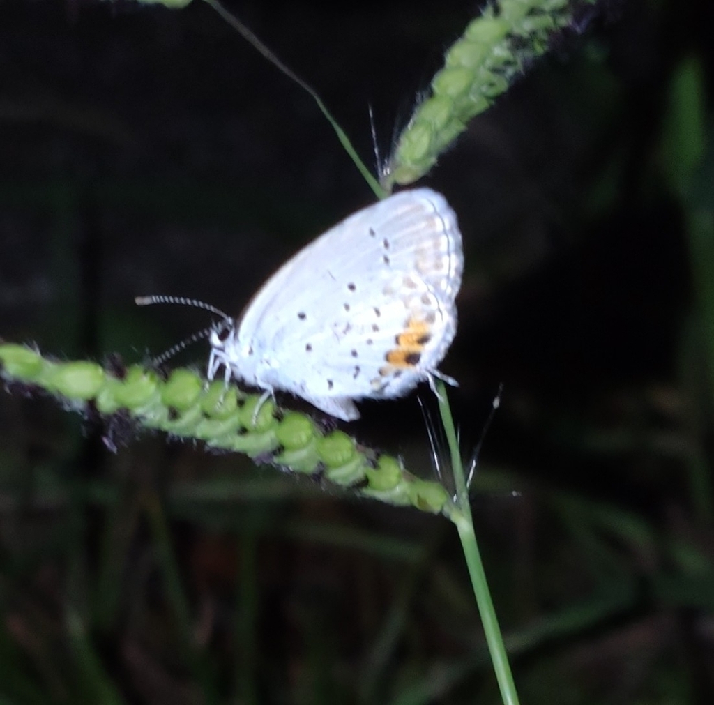 Short-tailed Blue from 日本、〒591-8022 大阪府堺市北区金岡町87 on October 14, 2024 at 09:02 PM by haru ...