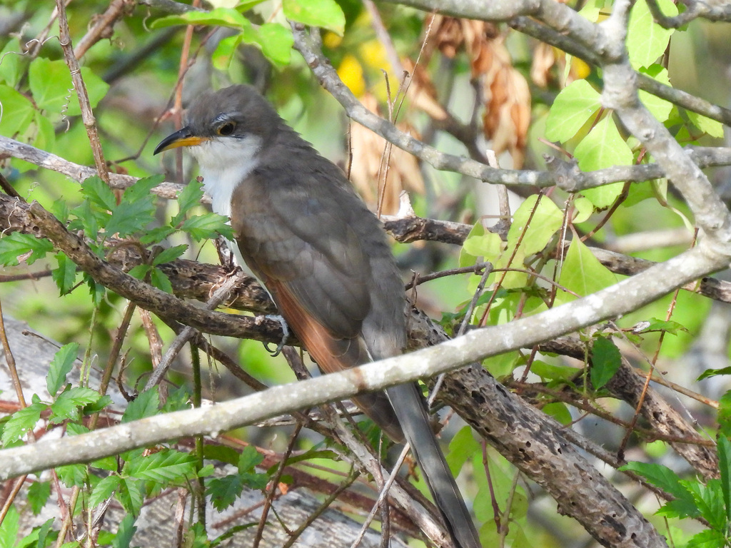 Yellow-billed Cuckoo from Quintana Neotropical Bird Sanctuary, 814 ...