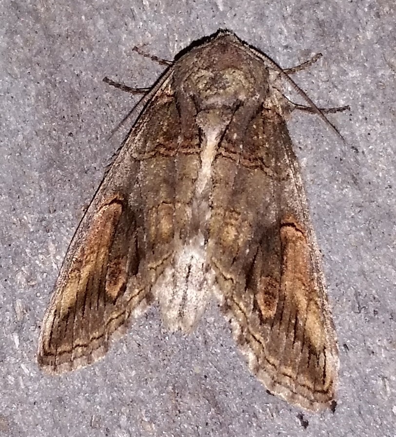 Oblique Heterocampa Moth (Common Moth and Butterflies of Indiana ...