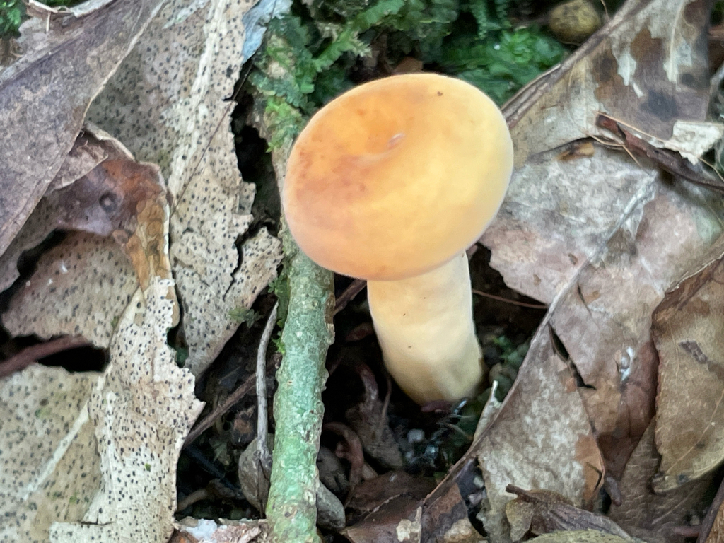 Weeping Milk Cap in October 2024 by ym_wang_pnw · iNaturalist